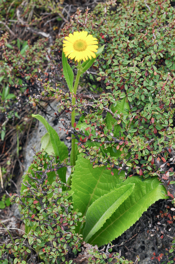 Nannoglottis hookeri from Yumthang, Sikkim 737120, India on July 1 ...