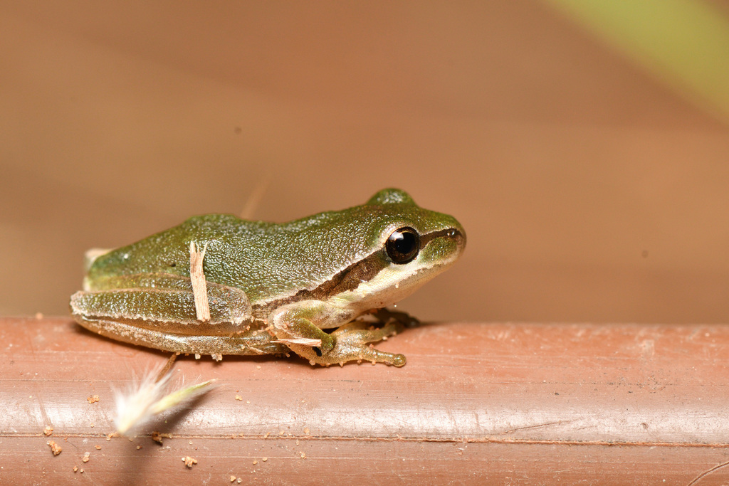 Lemon-yellow Tree Frog in April 2018 by Jonathan Ben Simon · iNaturalist