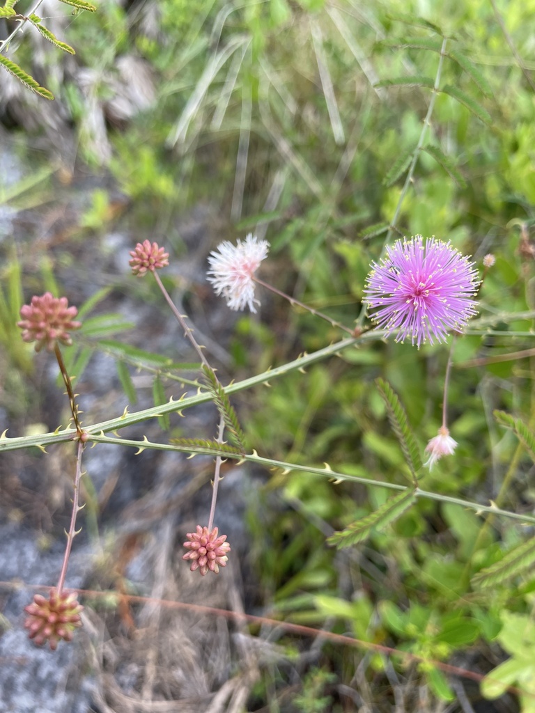sensitive plants from Jupiter, FL, US on May 23, 2023 at 10:37 AM by ...