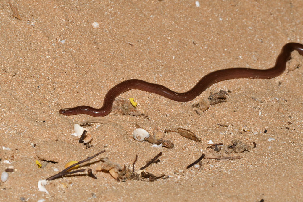 Syrian Blind Snake from HaSharon, Israel on May 5, 2018 at 11:29 PM by ...