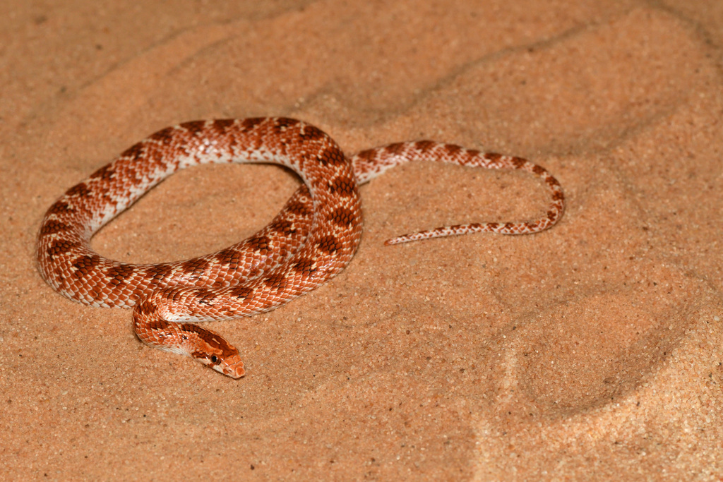 Awl-headed Snake from Be'er Sheva, Israel on May 11, 2018 at 10:17 PM ...