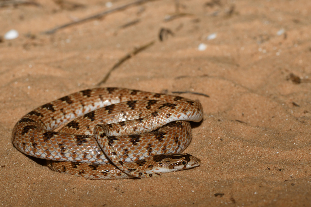 Awl-headed Snake from Holon, Israel on May 21, 2018 at 10:56 PM by ...