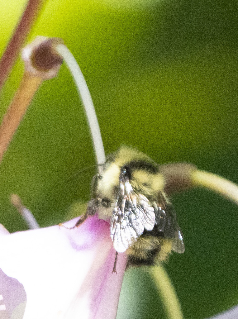 Black-tailed Bumble Bee from 1180 Running Springs Rd, Walnut Creek, CA ...