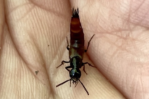 Genus Hesperus · iNaturalist