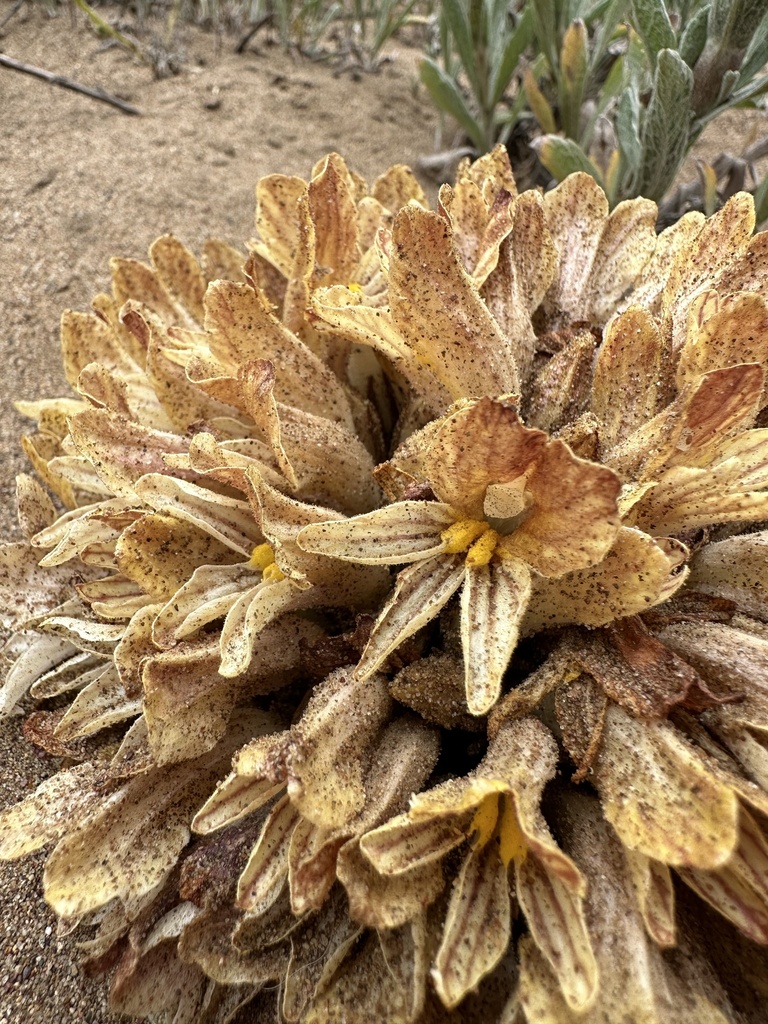 Aphyllon californicum grande from Los Osos, CA, US on May 29, 2023 at ...