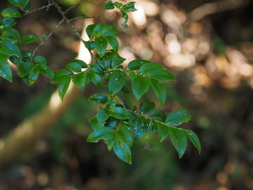Eurya leptophylla · NaturaLista Colombia