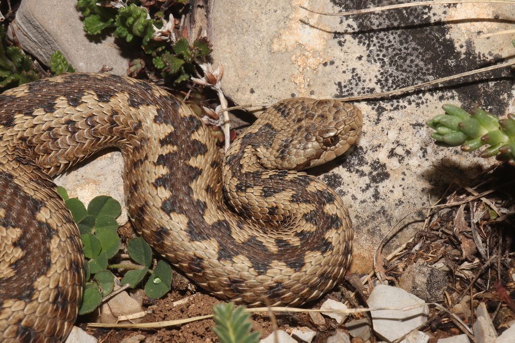 Greek Viper in May 2023 by Karim Chouchane · iNaturalist