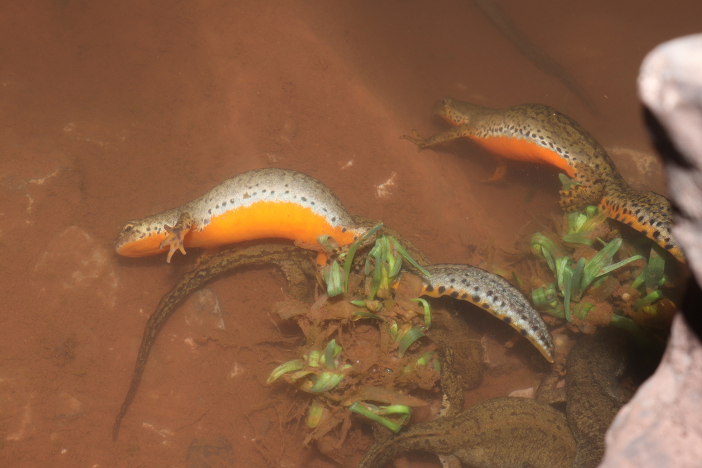Greek alpine newt from Central Greece, Greece on May 18, 2023 at 07:53 ...