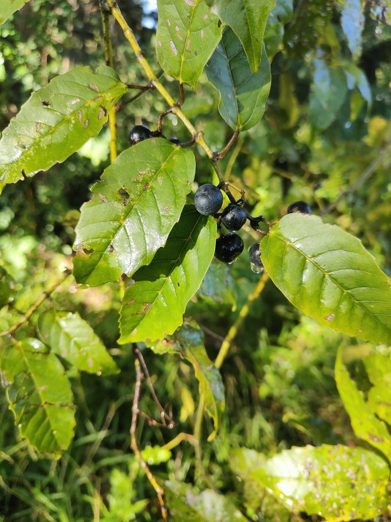 Kangaroo Vine from North Boambee Valley NSW 2450, Australia on May 30 ...