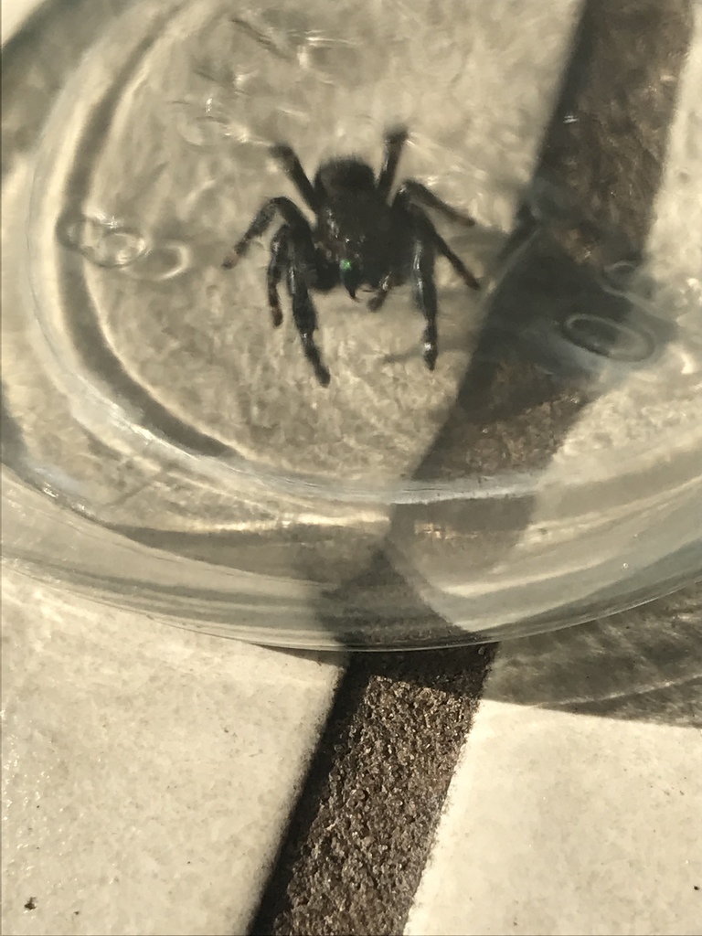 Bold Jumping Spider from Catskill Ave, Carson, CA, US on November 24 ...