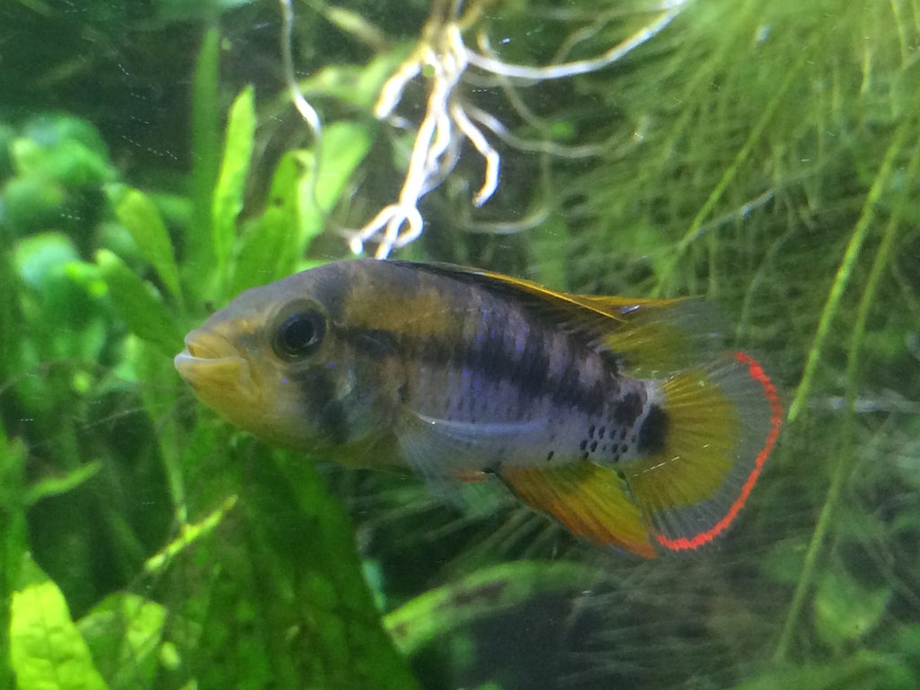 Inca Dwarf Cichlid (Apistogramma baenschi) - Marine Life Identification