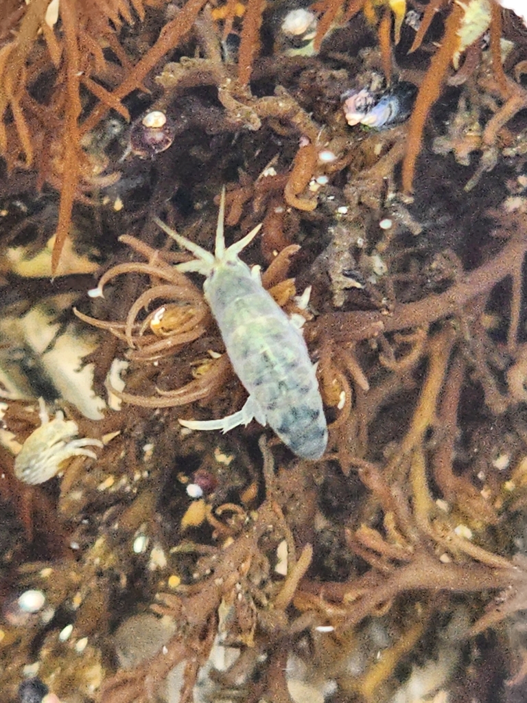 Hyalidae from Arch Cape, OR 97102, USA on May 29, 2023 at 03:11 PM by ...