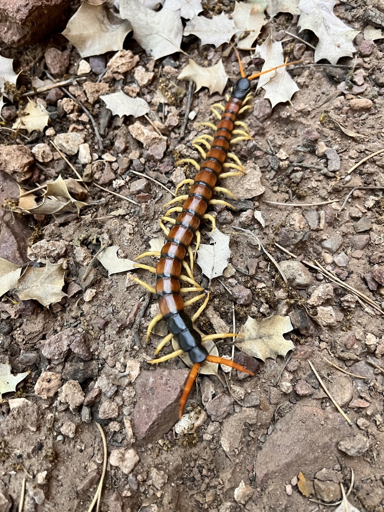 Giant Desert Centipede from Tonto Creek, Payson, AZ, US on May 29, 2023 ...