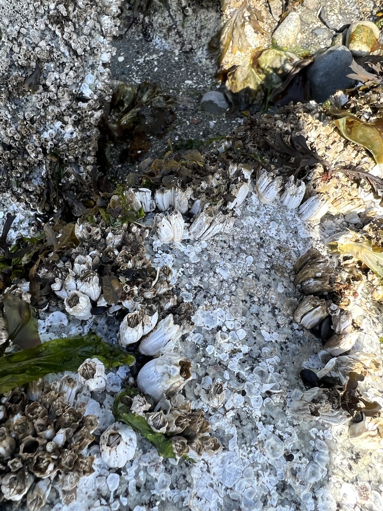 Pacific Acorn Barnacle from North Beach, Seattle, WA, US on May 29 ...