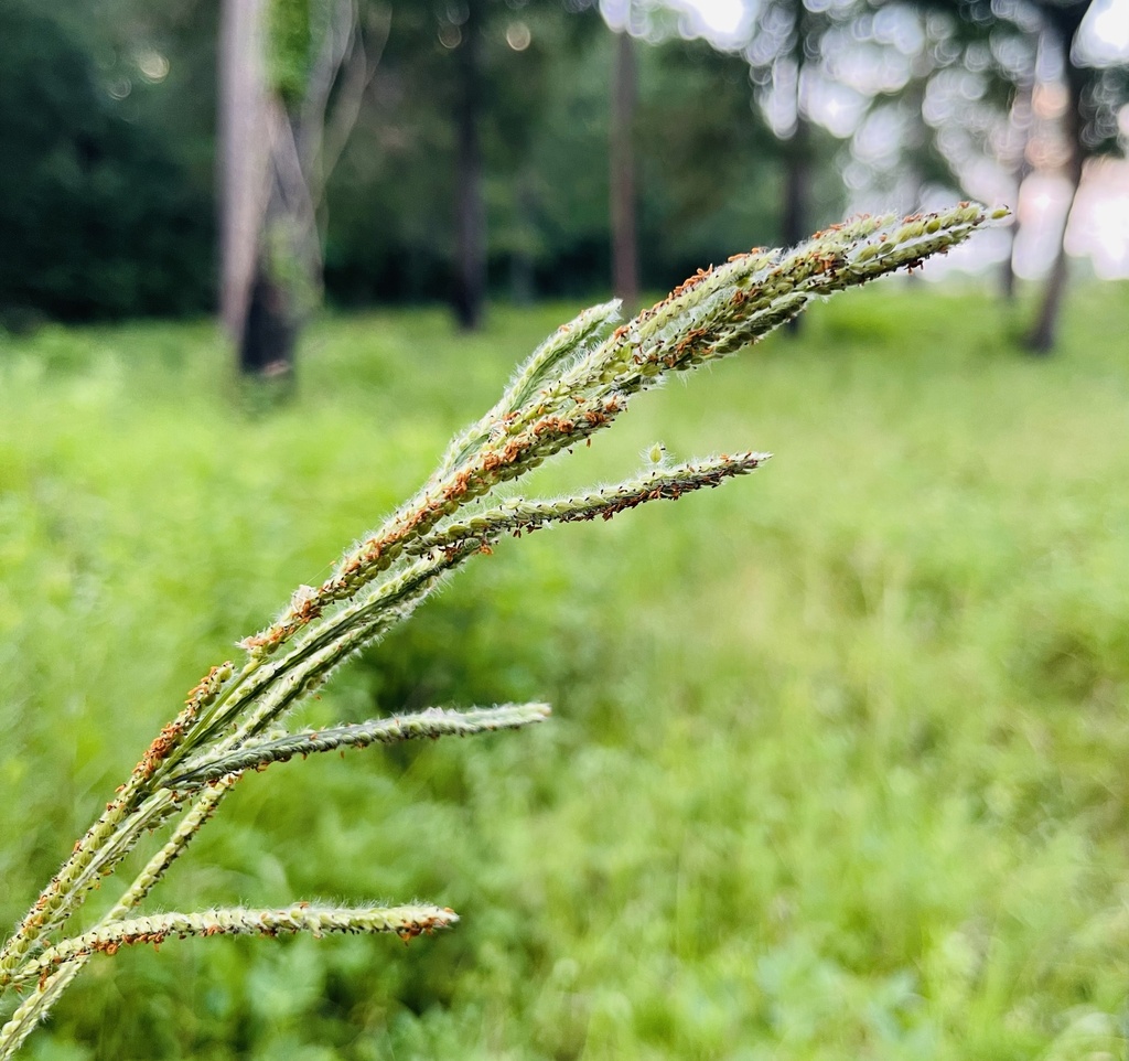 Vasey Grass from Montgomery, TX, US on May 29, 2023 at 07:57 PM by Ray ...