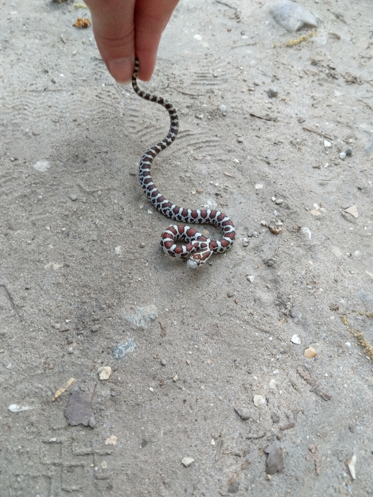 Eastern Milksnake from Ocqueoc Township, MI, USA on May 29, 2023 at 09: ...