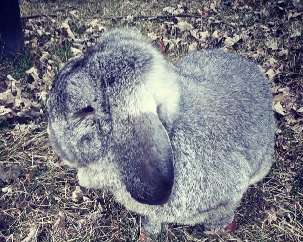 Domestic Rabbit from Clinton County, MI, USA on May 29, 2023 at 10:23 ...