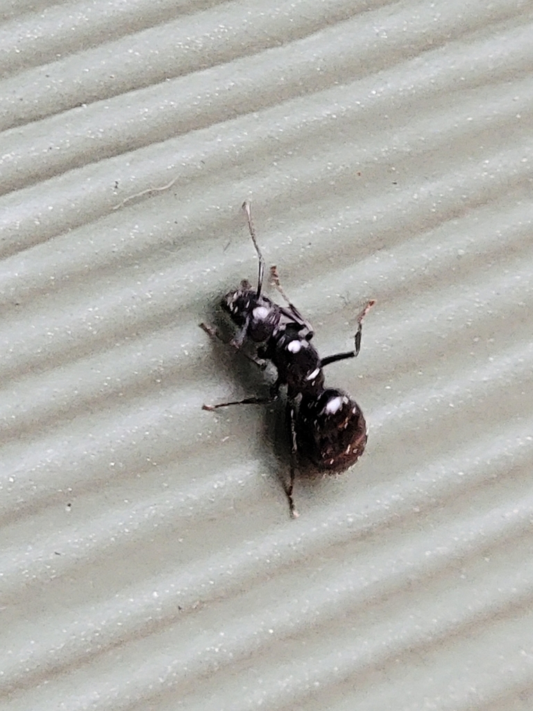 Hairy Smooth Carpenter Ant from HAMMOND RANCH, CA 96094, USA on May 29 ...