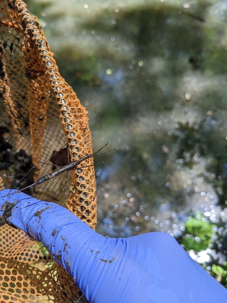 Ranatra from Lothian, MD 20711, USA on May 27, 2023 at 02:12 PM by Eva ...