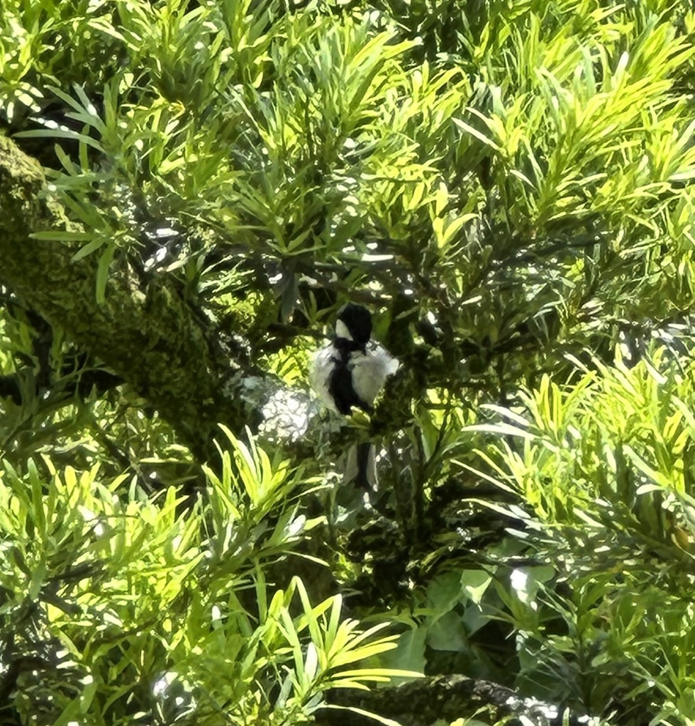 Japanese Tit from Motorikyu Nijo Castle, Nakagyo, Kyoto, Kyoto, JP on ...