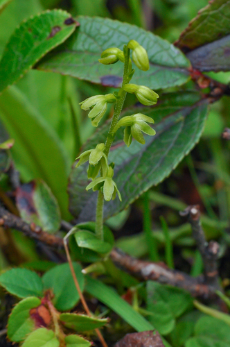 Neottia alternifolia · iNaturalist