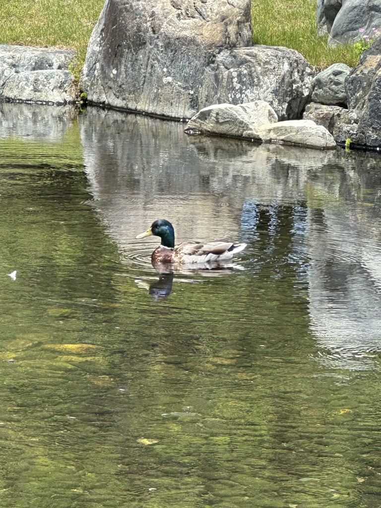 Mallard from Motorikyu Nijo Castle, Nakagyo, Kyoto, Kyoto, JP on May 30 ...