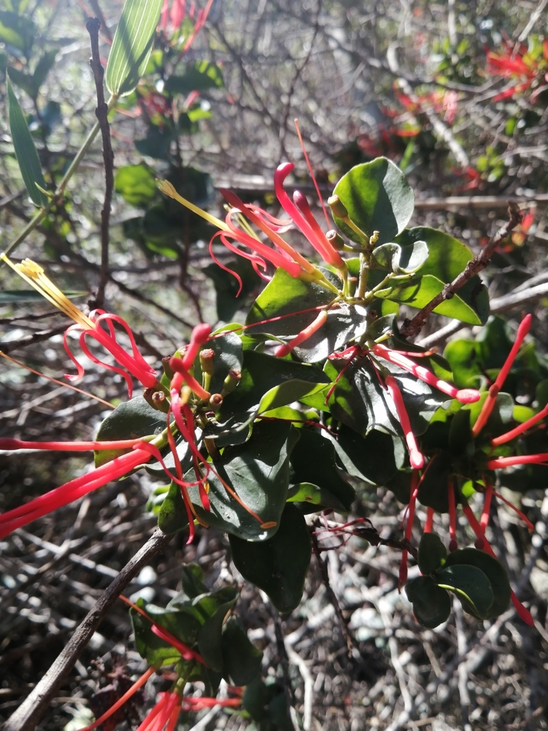 Quintral from El Quisco, Valparaíso, Chile on May 29, 2023 at 01:57 PM ...