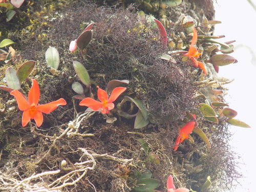 Photo 28477738, (c) Alan Kramer, all rights reserved, uploaded by Alan ...