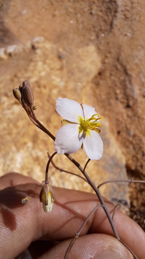 Heliophila deserticola in May 2023 by Tristan Kruger · iNaturalist