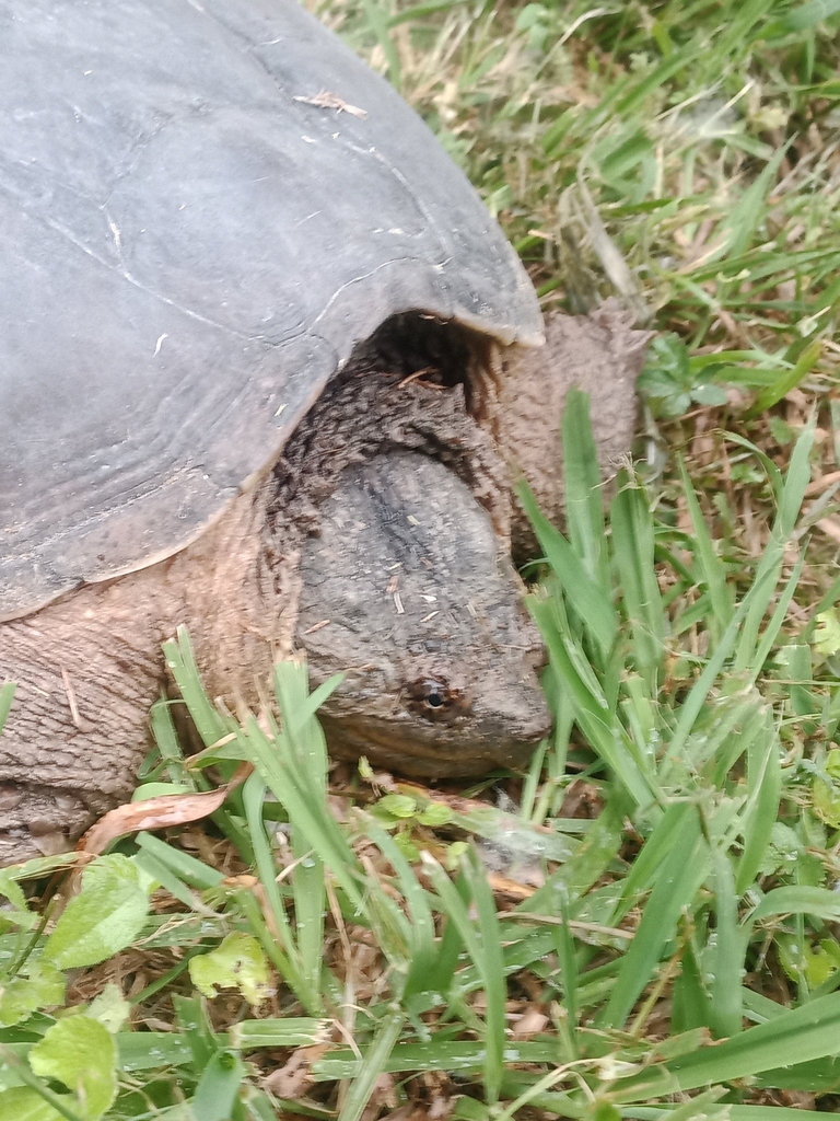 Common Snapping Turtle from 31520 Ramonville-Saint-Agne, France on May ...