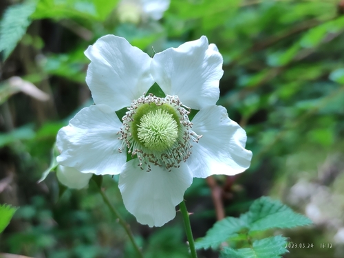 Rubus amabilis · iNaturalist