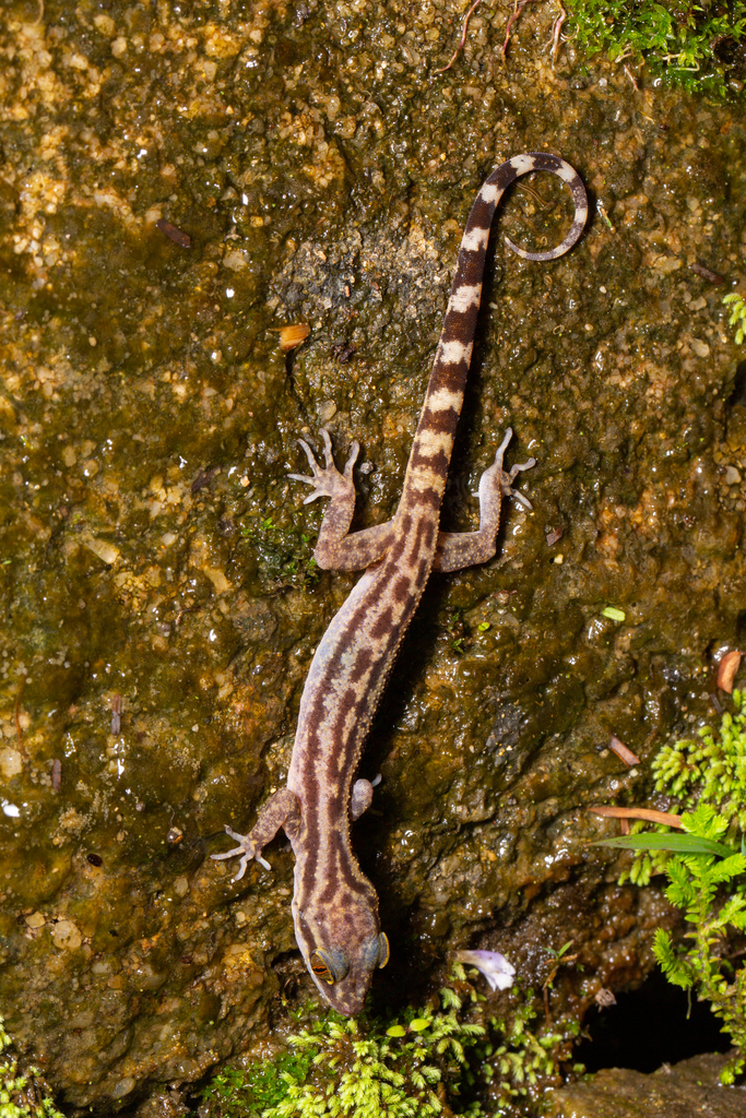 Four-striped Bent-toed Gecko in September 2019 by Jono Dashper ...
