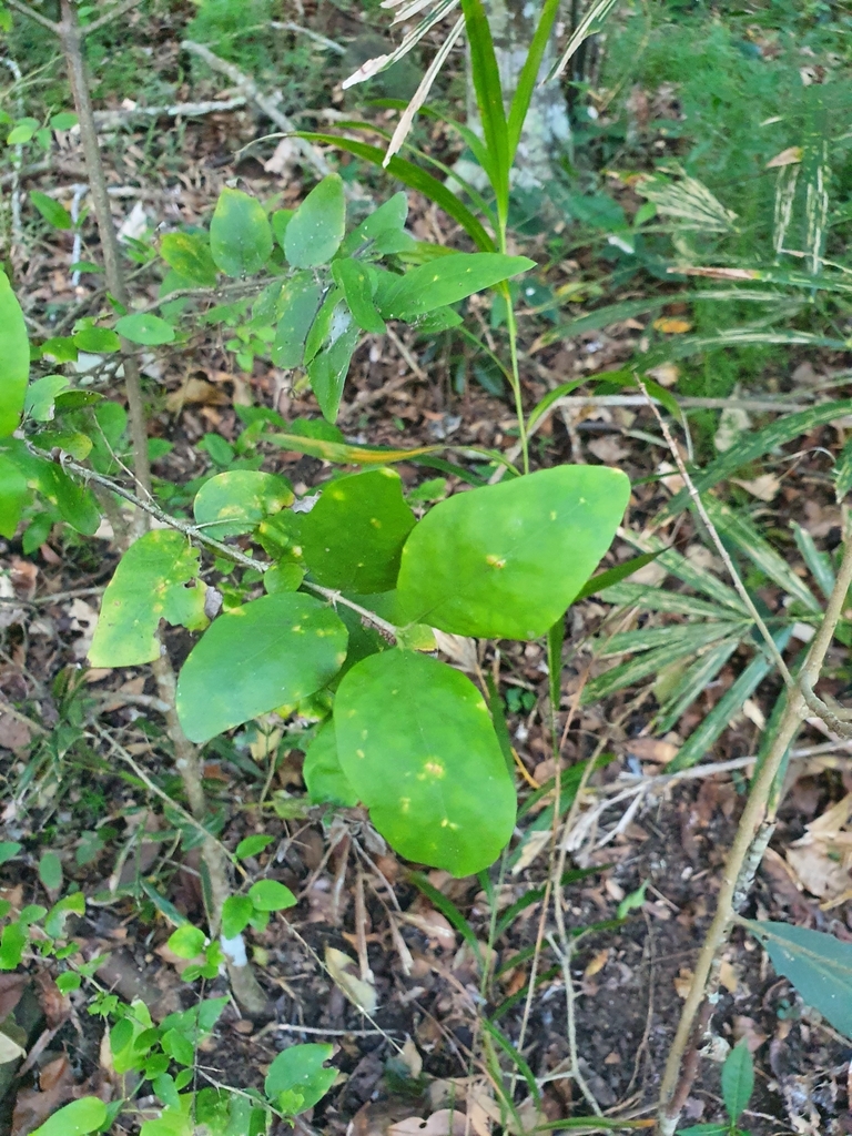 Randia moorei from Burleigh Heads QLD 4220, Australia on May 26, 2023 ...