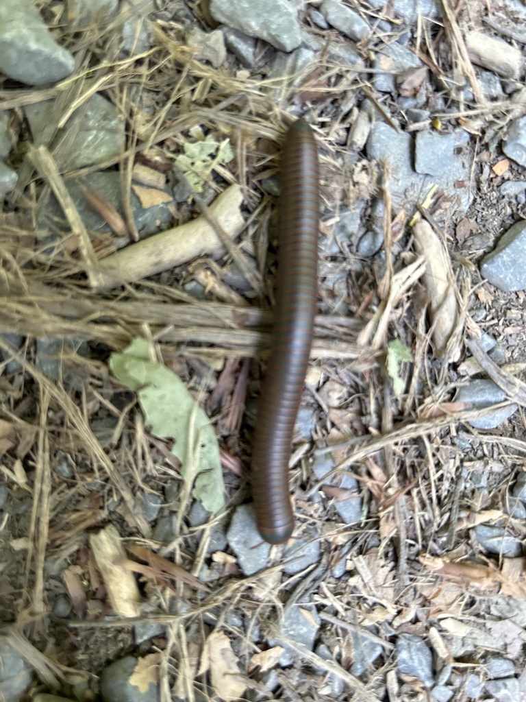 American Giant Millipede from Catoctin Mountain Park, Smithsburg, MD ...