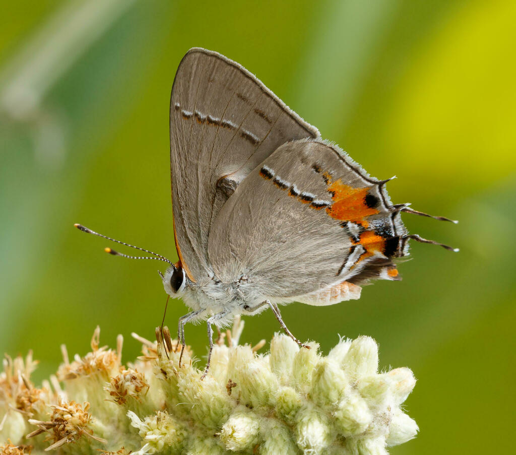 Gray Hairstreak from Orange County, US-FL, US on May 29, 2023 at 12:15 ...