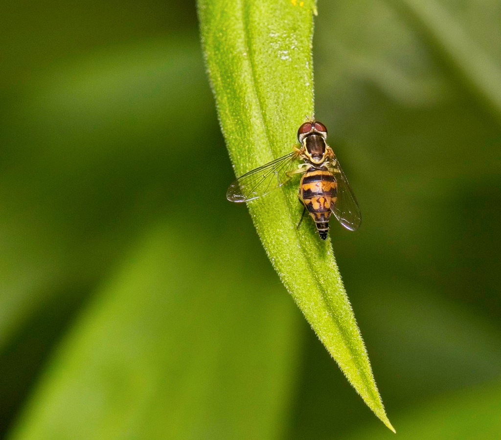 Eastern Calligrapher in May 2023 by Sharon Shaw Milligan. Not sure what ...