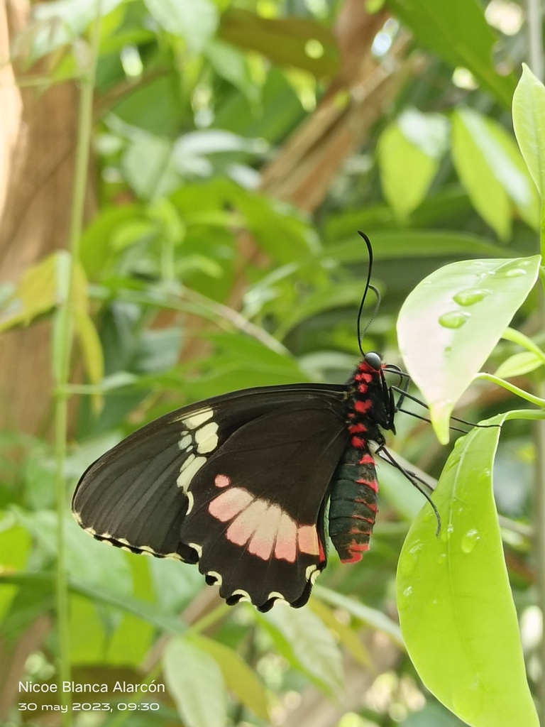 Iphidamas Cattleheart from 77676 Q.R., México on May 30, 2023 at 09:30 ...