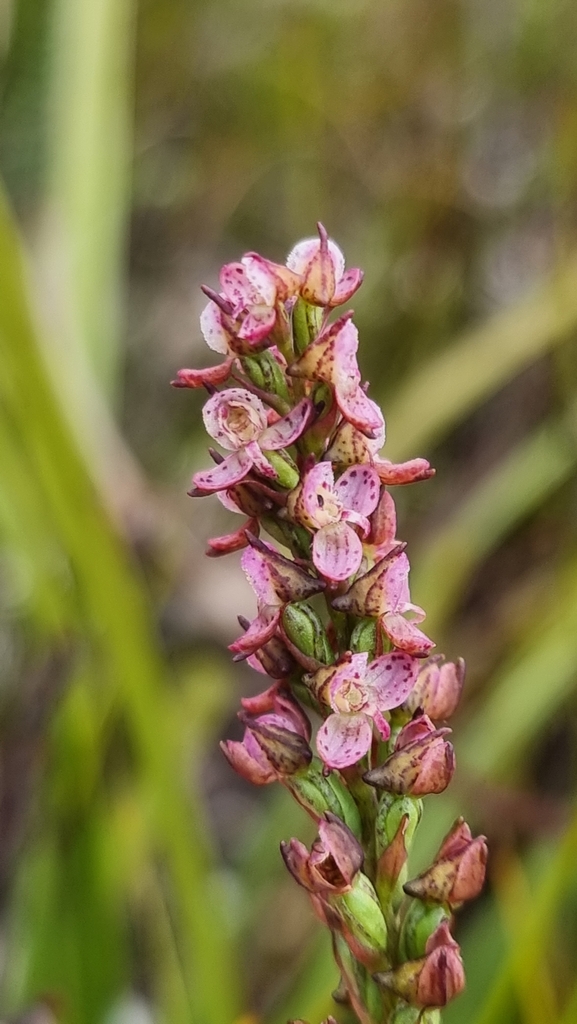 Disa tenuis in May 2023 by Susan Wessels. Wow! So small!!! · iNaturalist