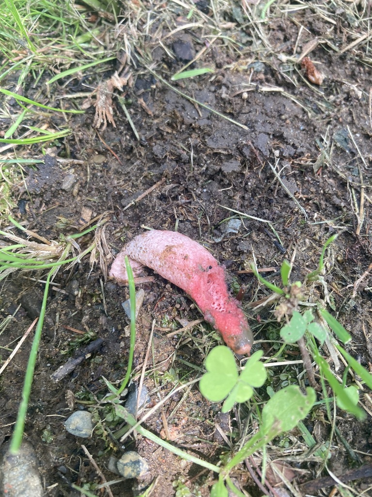 red stinkhorn from Estrie, QC, Canada on July 12, 2022 at 12:45 PM by ...