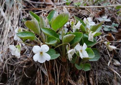 Viola pacifica · iNaturalist