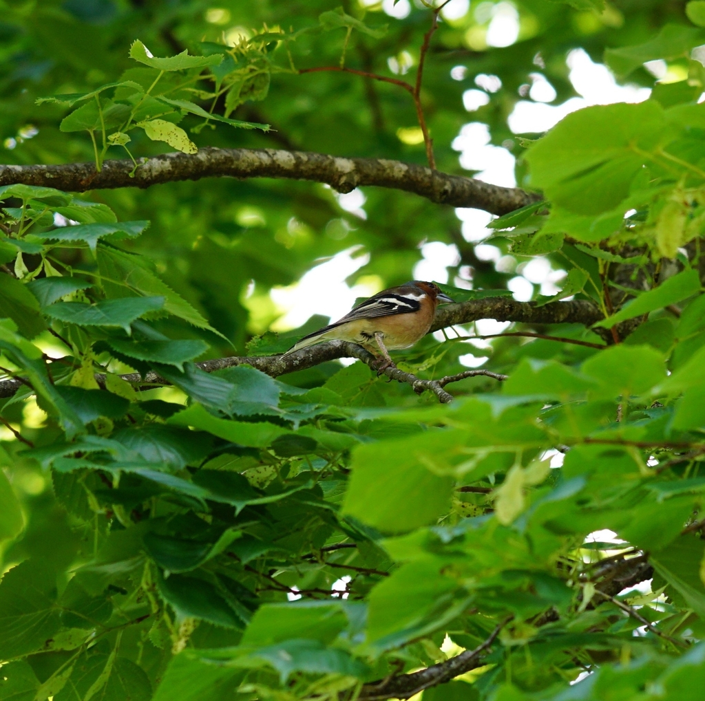 Common Chaffinch from 8M7G+4QC, Banoja, Georgien on May 30, 2023 by Ka ...