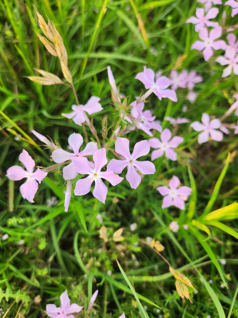 prairie phlox from Jenks, OK 74037, USA on May 29, 2023 at 07:55 PM by ...