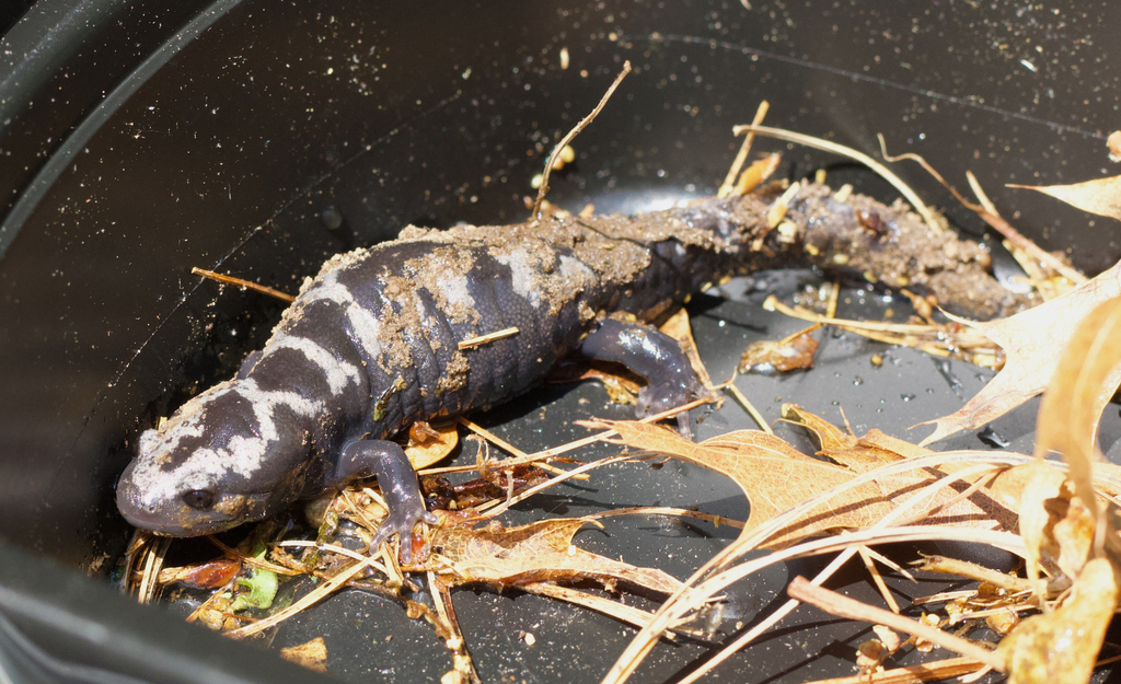 Marbled Salamander in May 2023 by Will Sweet · iNaturalist