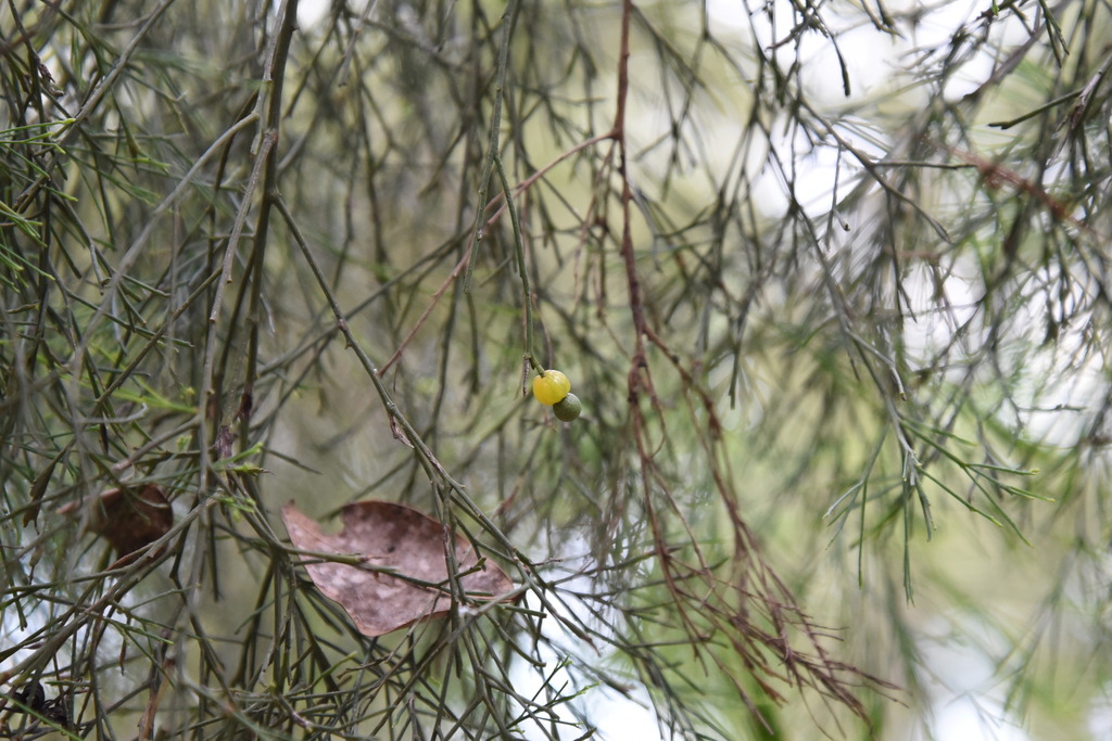 Cherry Ballart from Wallumatta Nature Reserve North Ryde NSW 2113 ...