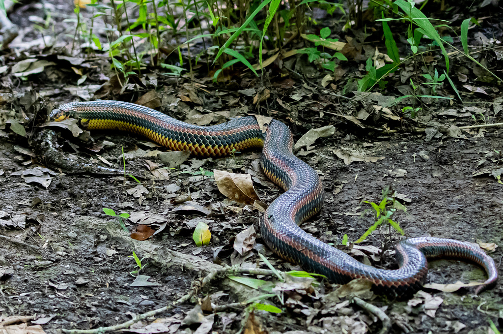 Rainbow Snake in May 2023 by Robert Emond · iNaturalist