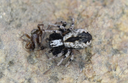 Thanatus sabulosus · iNaturalist Ecuador