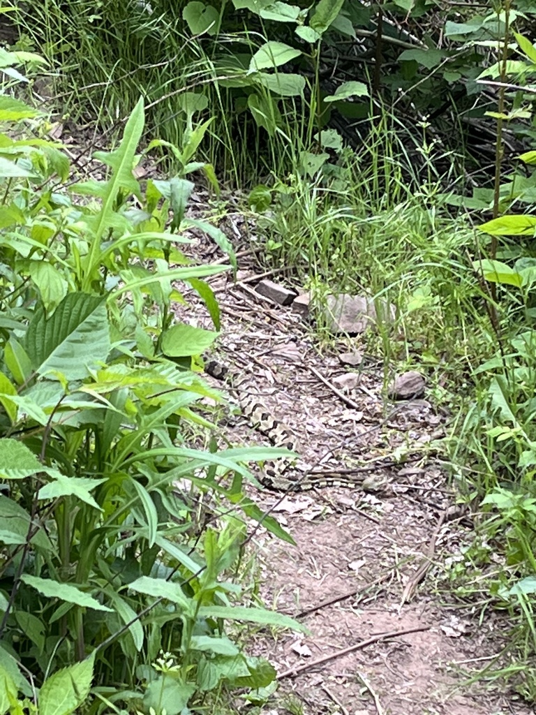 Timber Rattlesnake in May 2023 by inspectahdarwin · iNaturalist