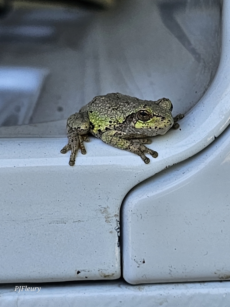 Gray Treefrog from Norwood, NY 13668, USA on May 30, 2023 at 01:58 PM ...