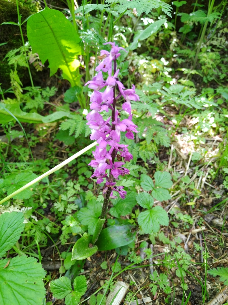 Early Purple Orchid from 42940 Saint-Bonnet-le-Courreau, France on May ...