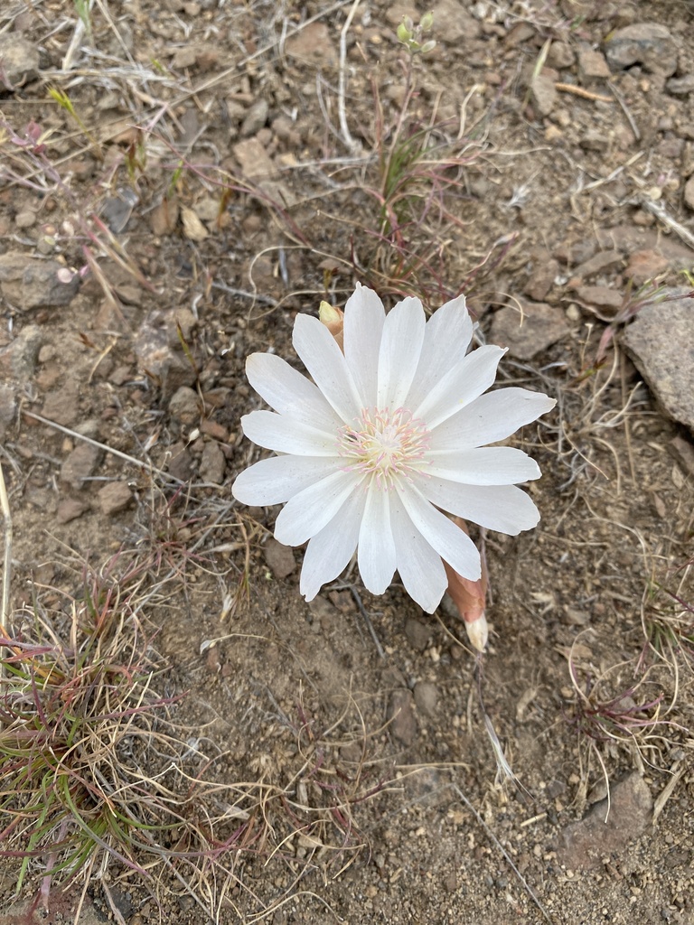 Bitterroot from Redmond, OR, US on May 27, 2023 at 01:52 PM by Tobias ...